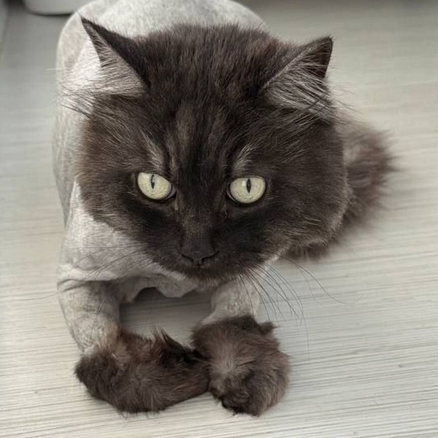Британский короткошёрстный, взрослый кот