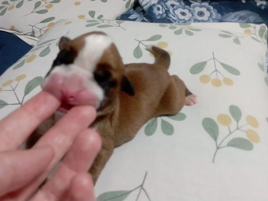 Щенки немецкого боксера