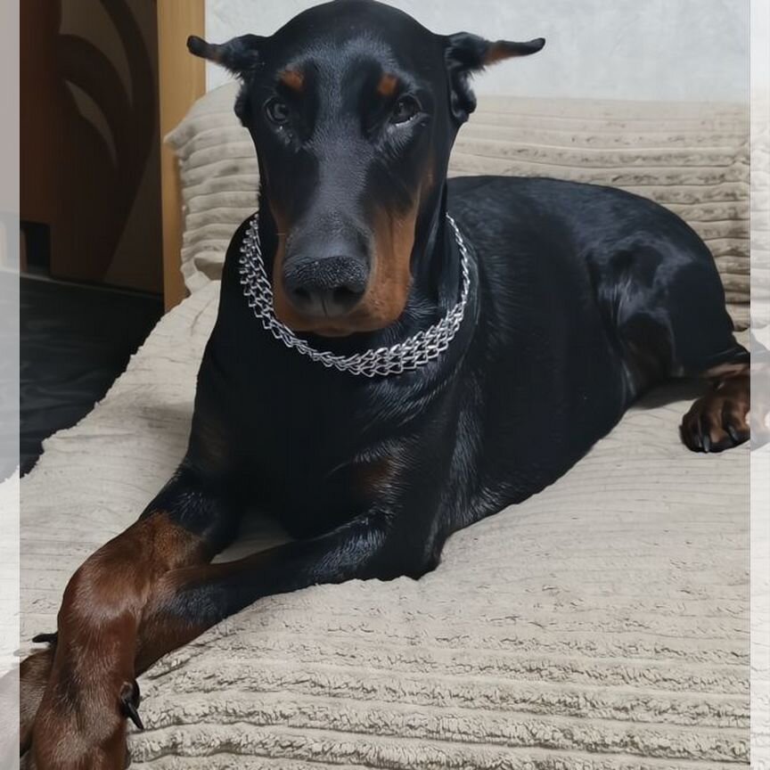 Доберман, взрослая собака