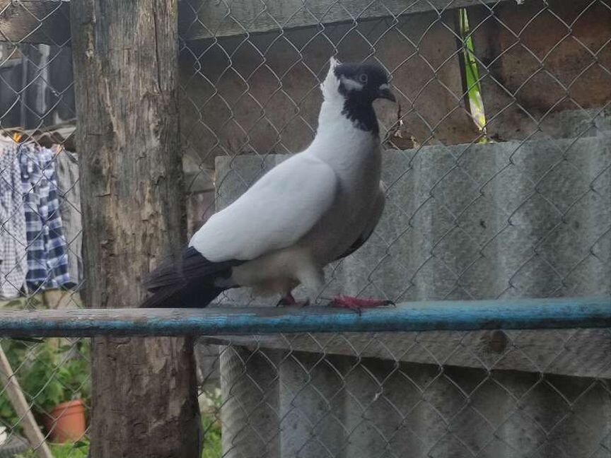 Голуби монахи