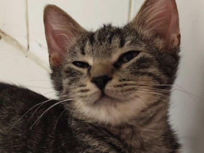 Котёнок Кей