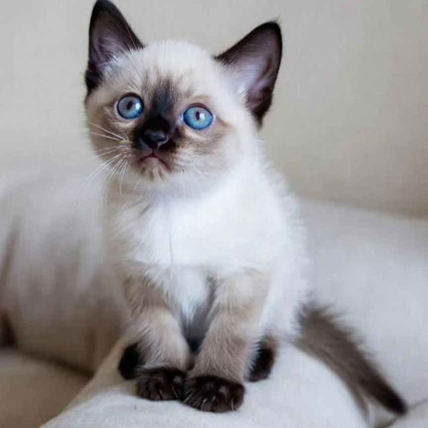 Сиамский котёнок