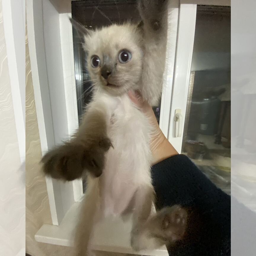 Котенок в добрые руки