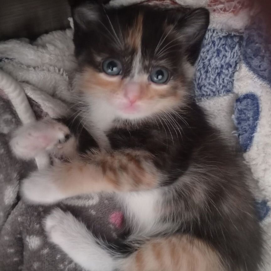 Котёнок в добрые руки