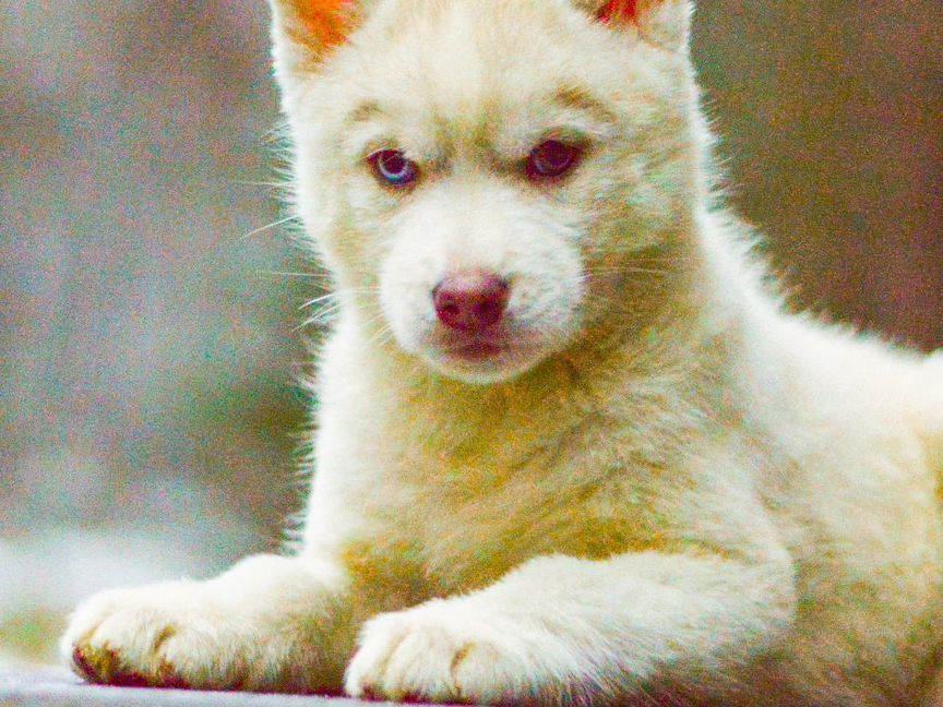 Сибирский хаски