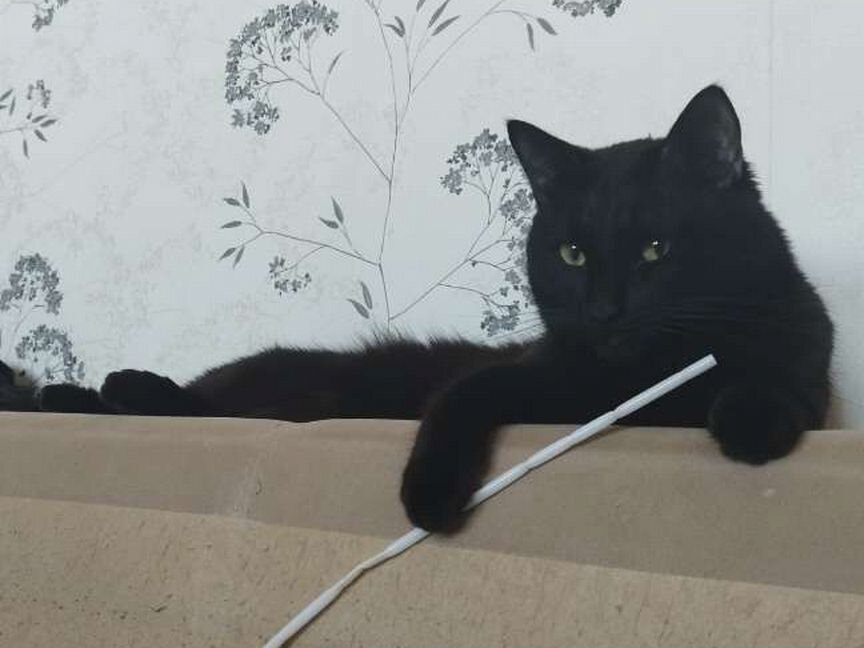 Отдам бесплатно