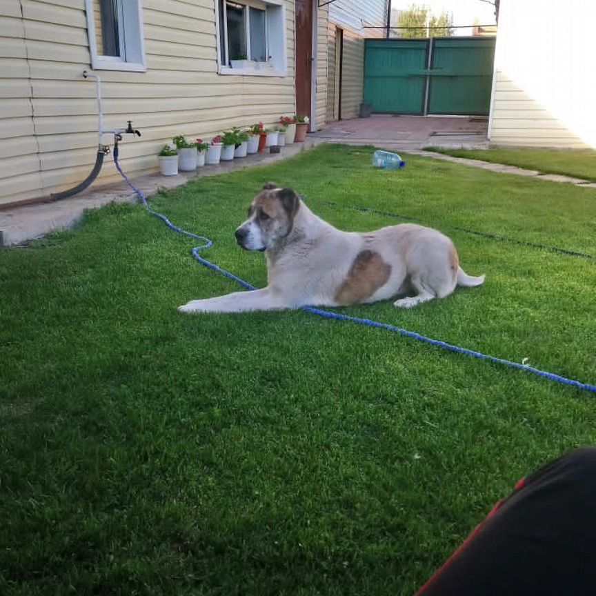 Отдам в добрые руки