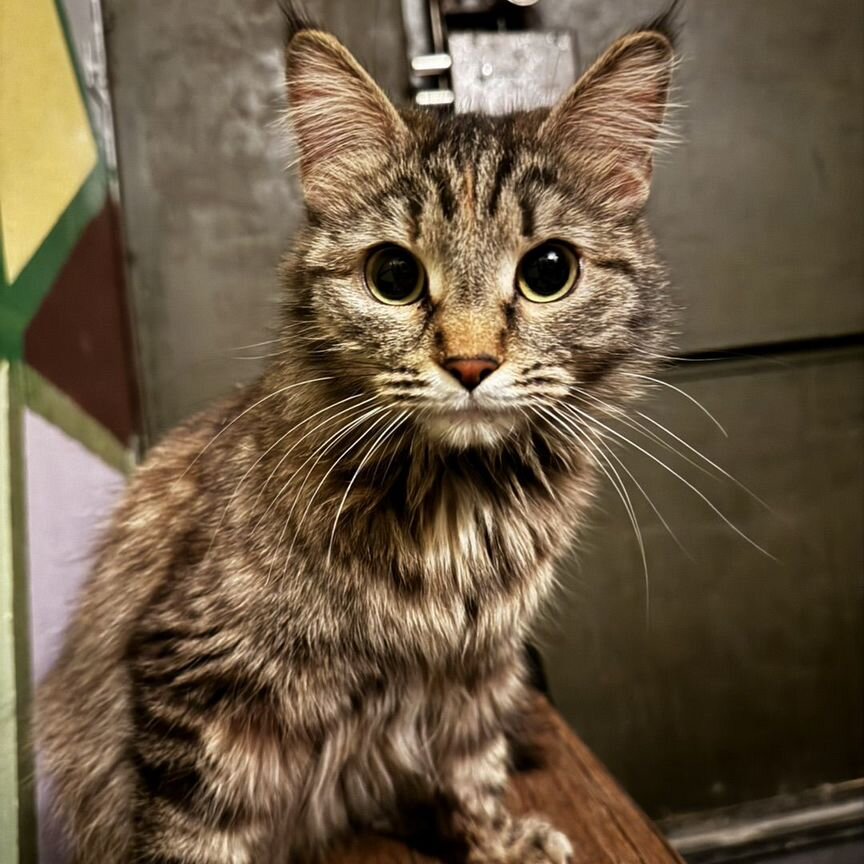 Ласковая кошечка