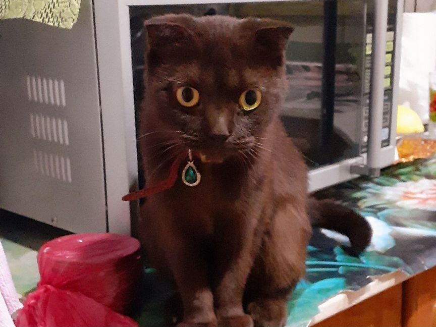 Шотланка чистокравная