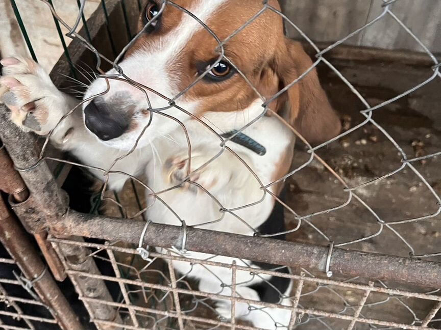Эстонские гончие собаки
