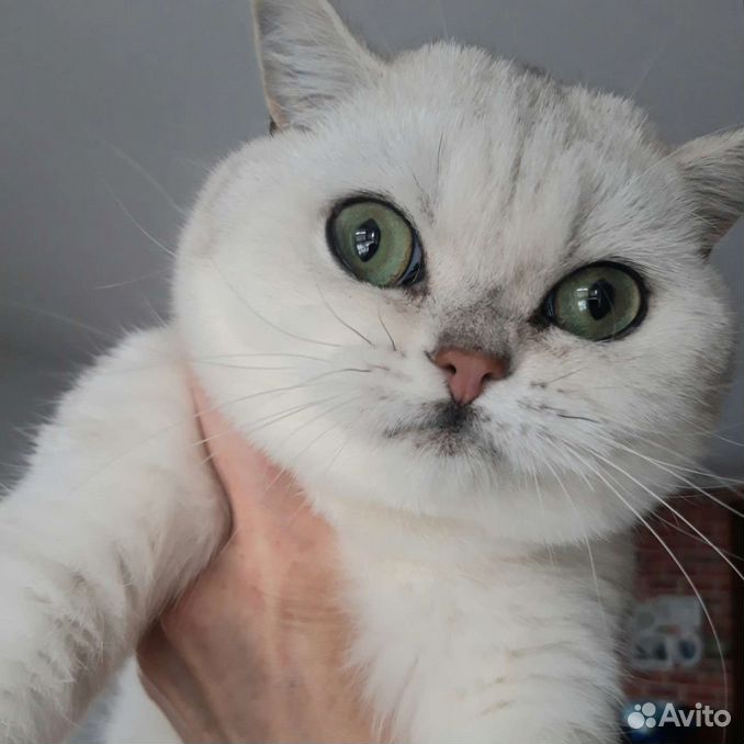 Серебрянная девочка