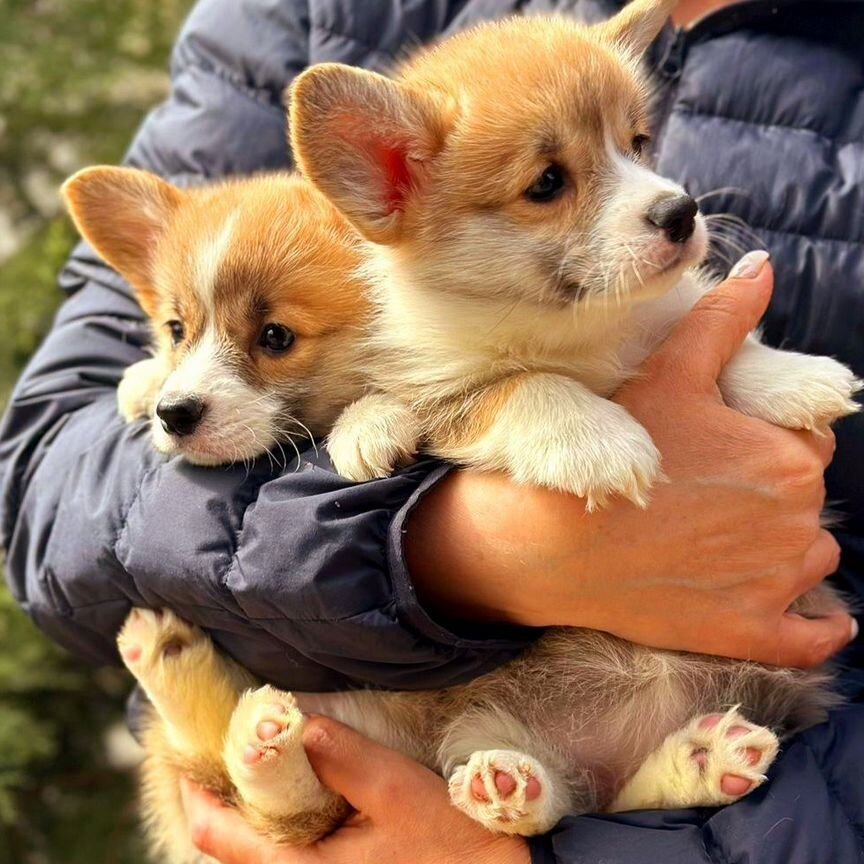 Вельш Корги Пемброк, щенок