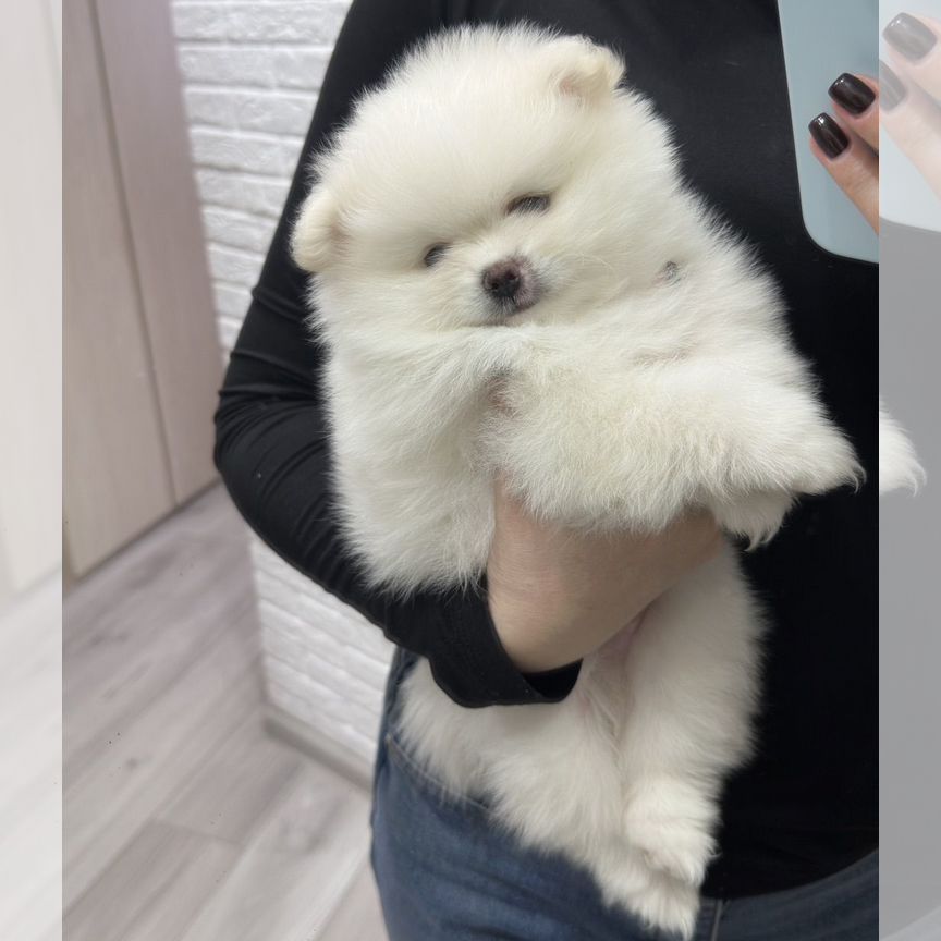 Немецкий шпиц, щенок