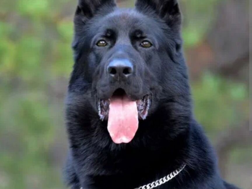 Восточноевропейская овчарка черный