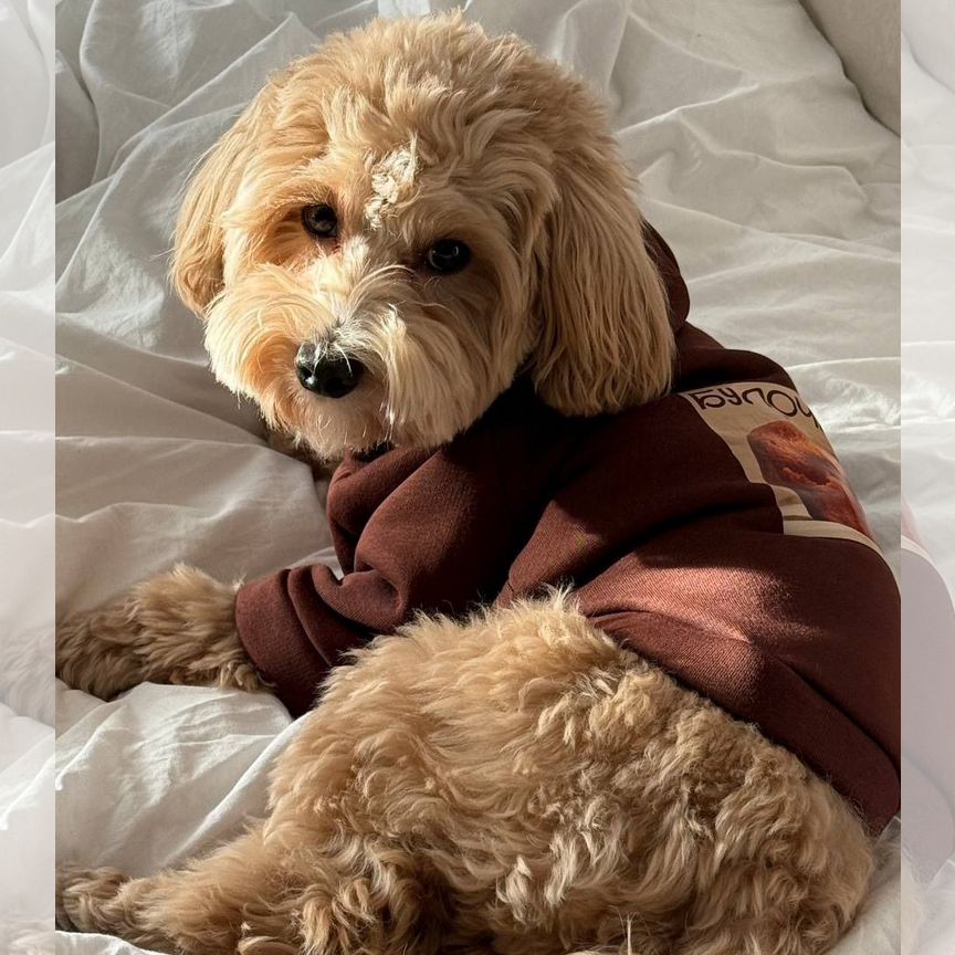 Мальтипу, щенок