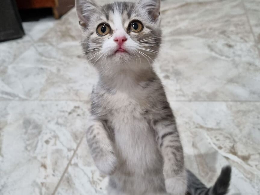 Котенок девочка 3 мес. В михайловске