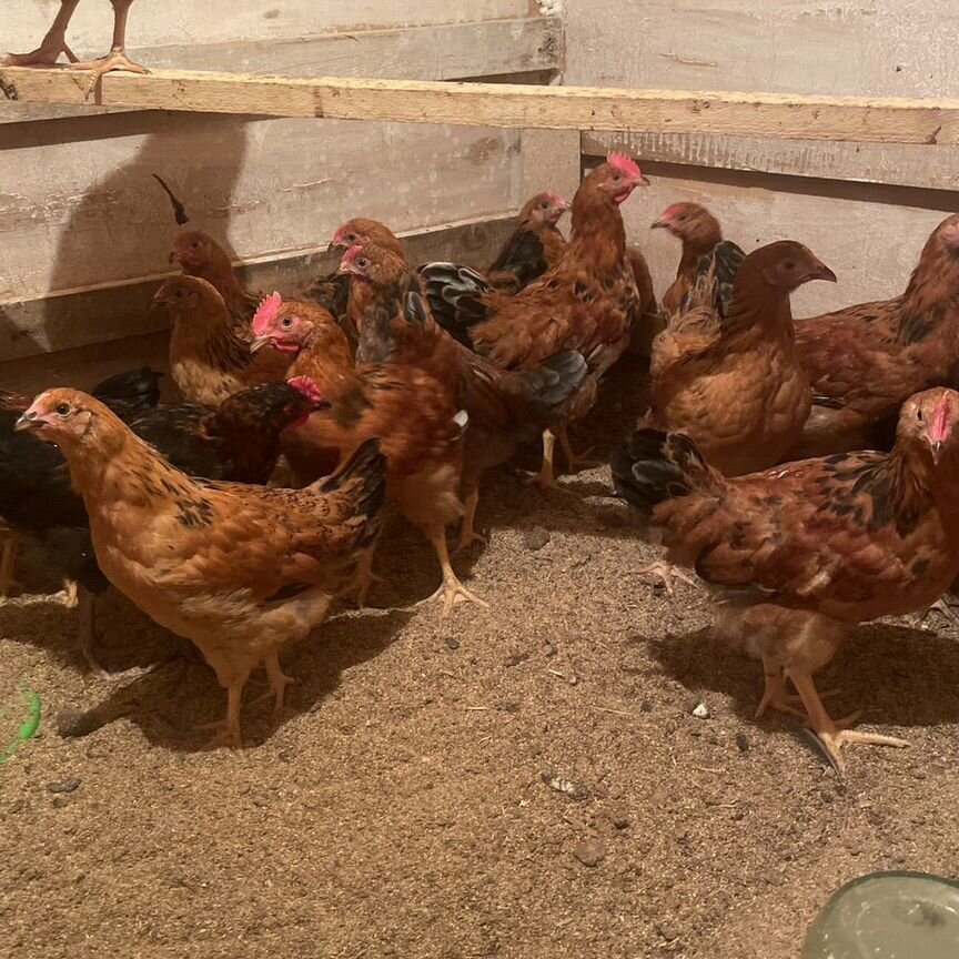 Молодые петухи