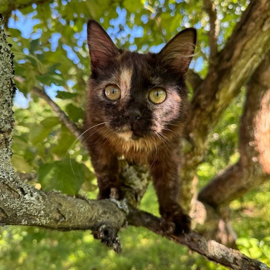 Котенок мини 7 месяцев девочка