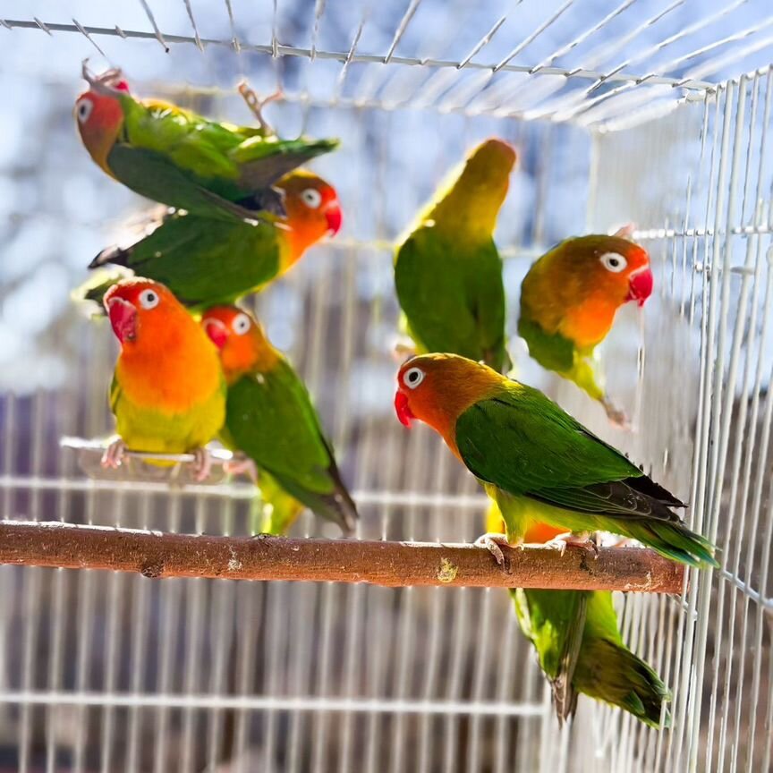 Попугай Неразлучник Клетки Доставка