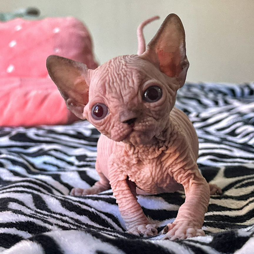 Малыш бульдожка