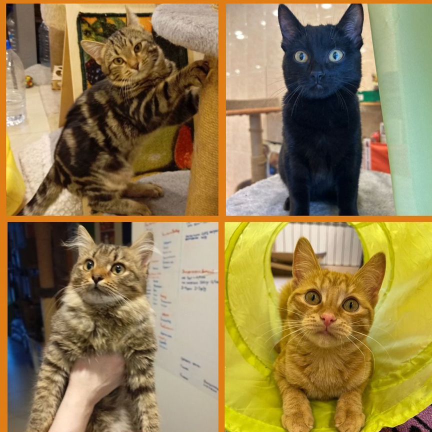 Котёнок в добрые руки