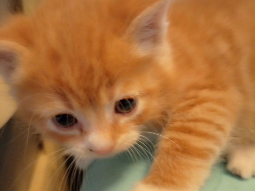 Котята, рыжики и трёхцветочка в добрые руки