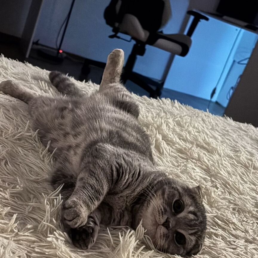 Кошка в добрые руки