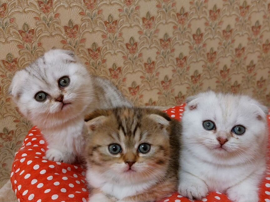 Миниатюрные Шотландочки вислоушки