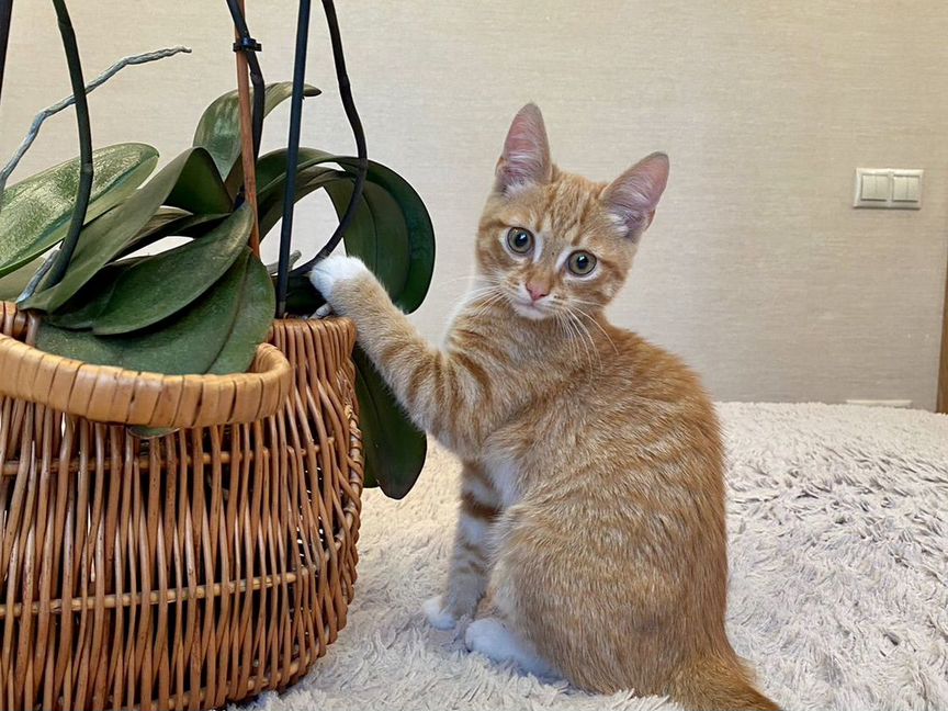 Отличный рыжий пацан ищет дом