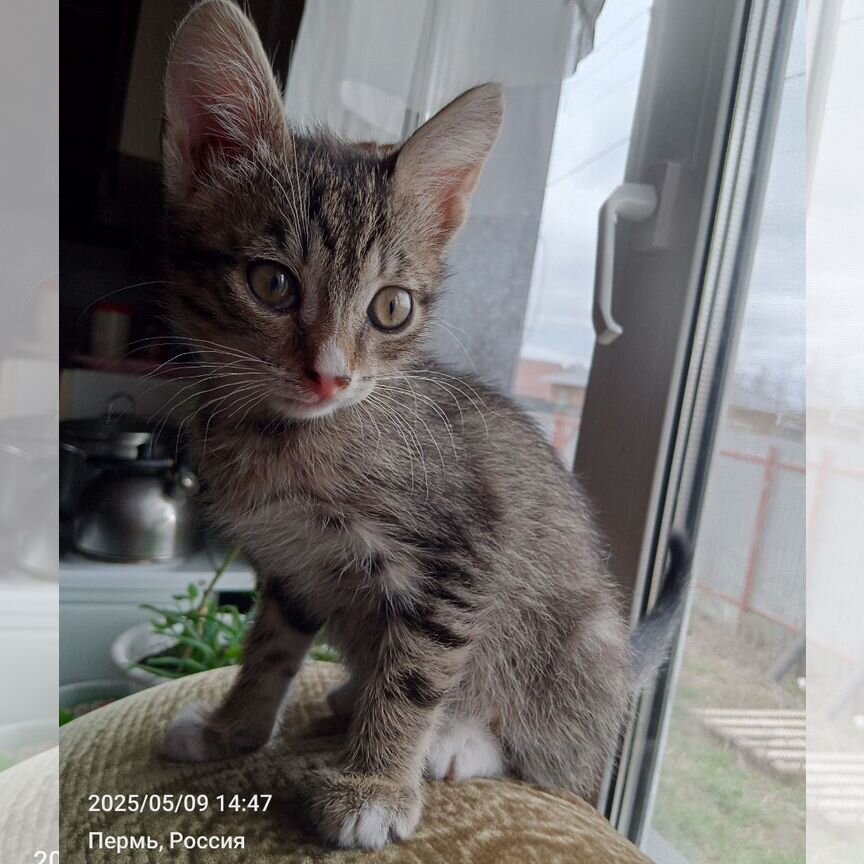 В добрый руки котенок