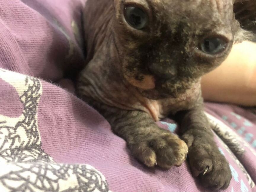 Канадский сфинкс котенок