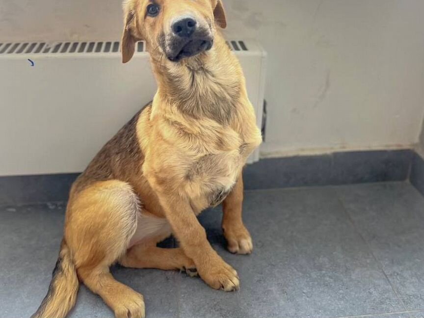 Собака Пуша в добрые руки