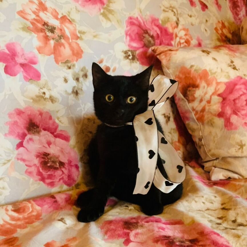 Котята в добрые руки мальчики