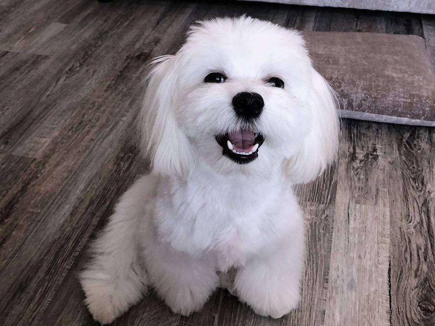 Мальтийская болонка вязка