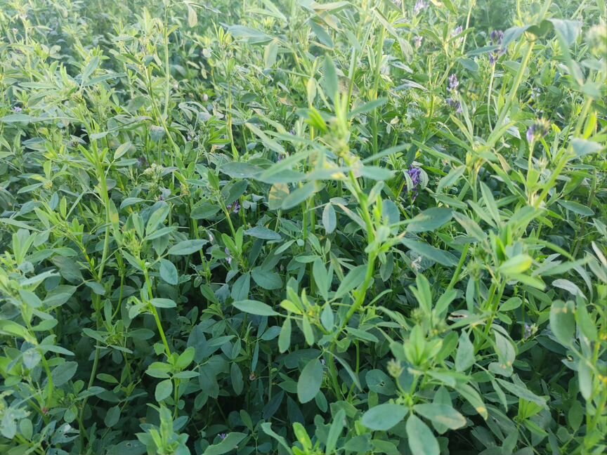 Сено люцерны в тюках