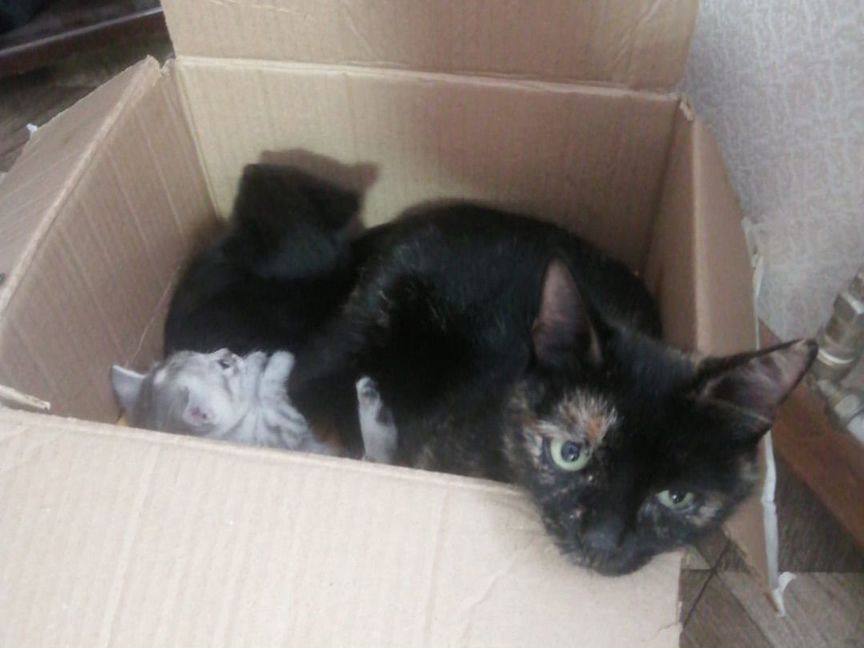 Котята в добрые руки