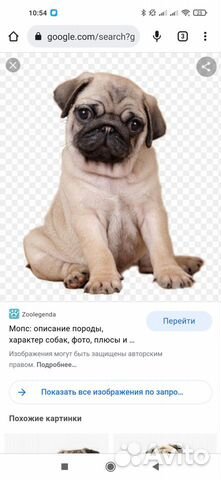 Мопс бесплатно