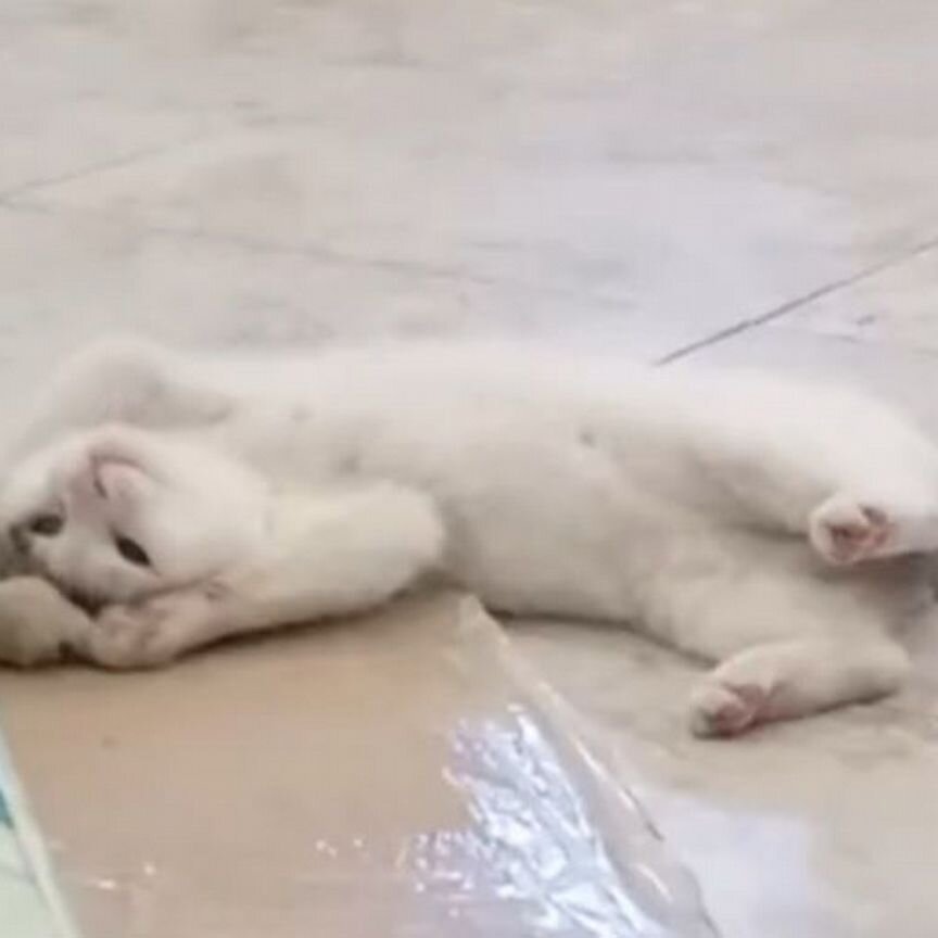 Душевный котенок для семьи