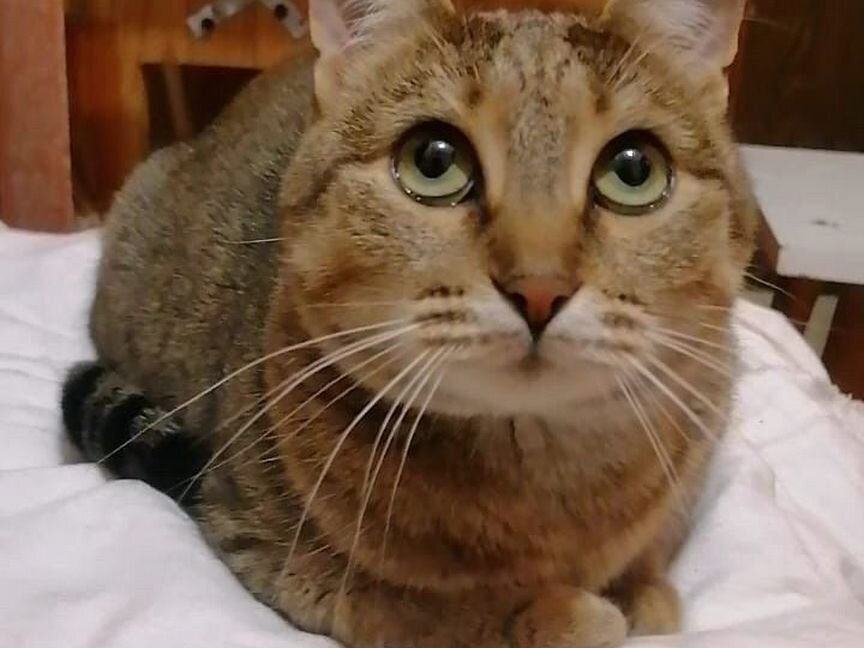 Кошка Азалия в добрые руки