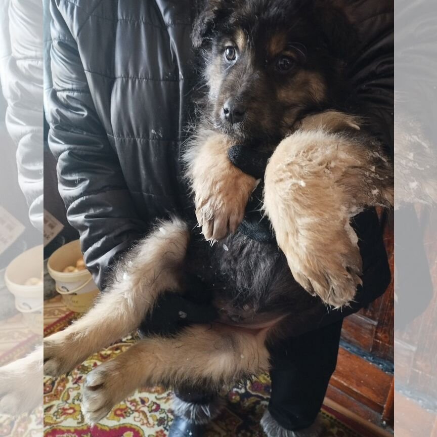 Немецкая овчарка, щенок