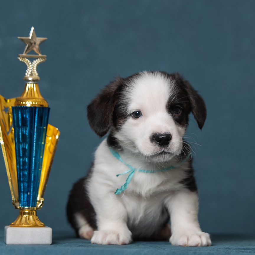 Вельш корги кардиган