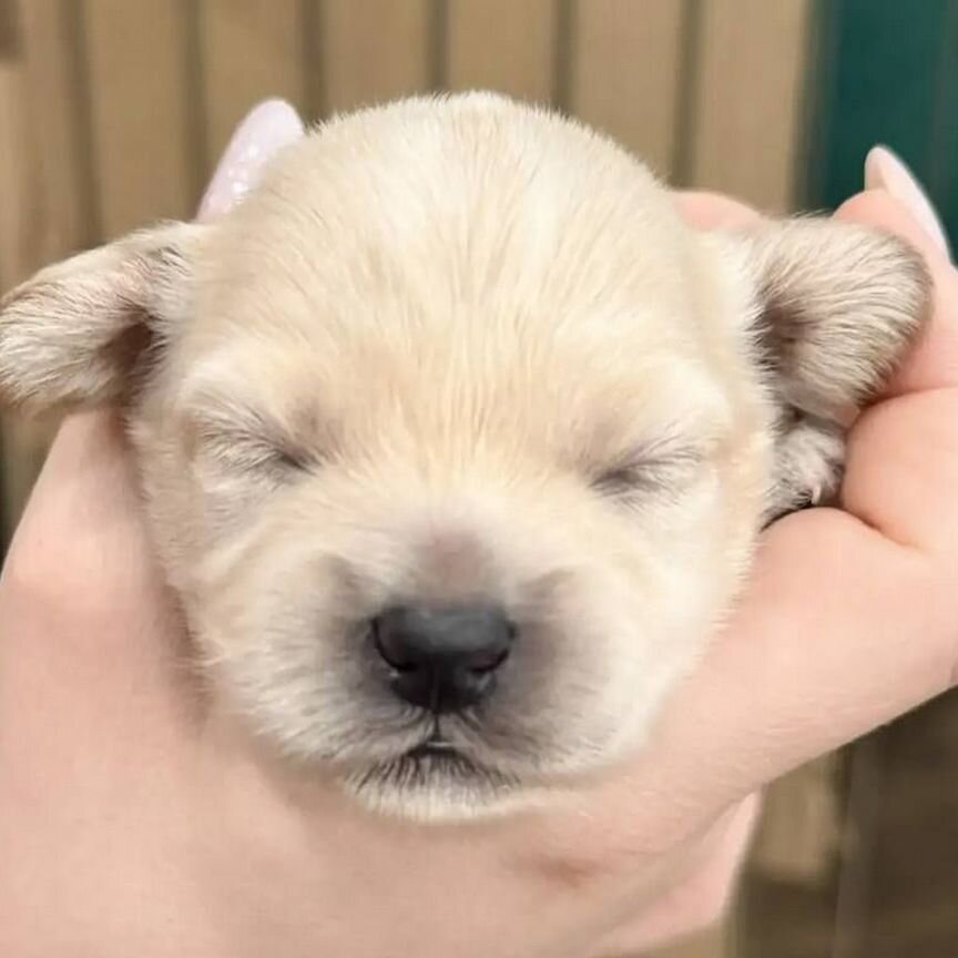 Мальтипу, щенок