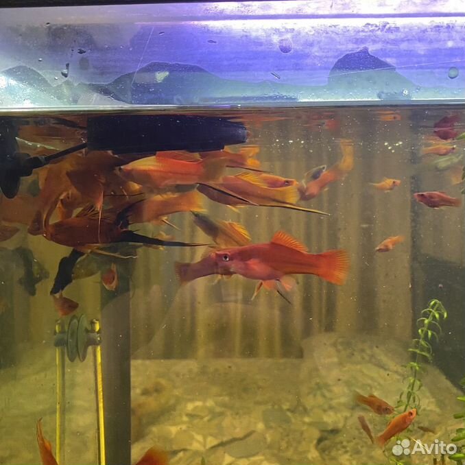 Меченосцы, сомы, моллинезии