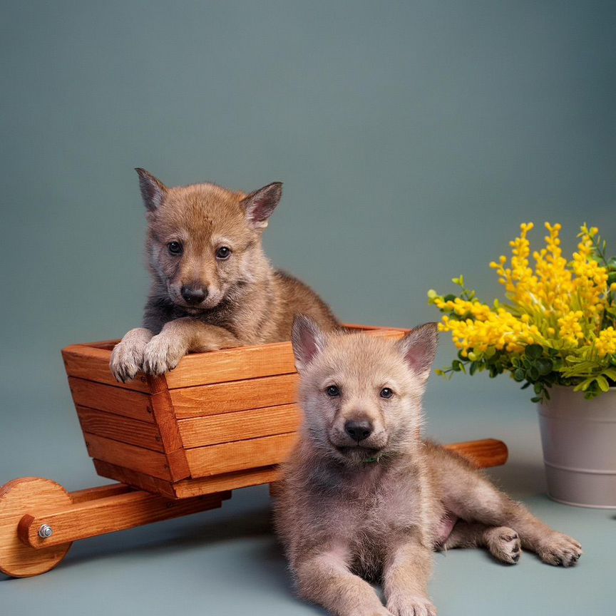 Чехословацкий влчак