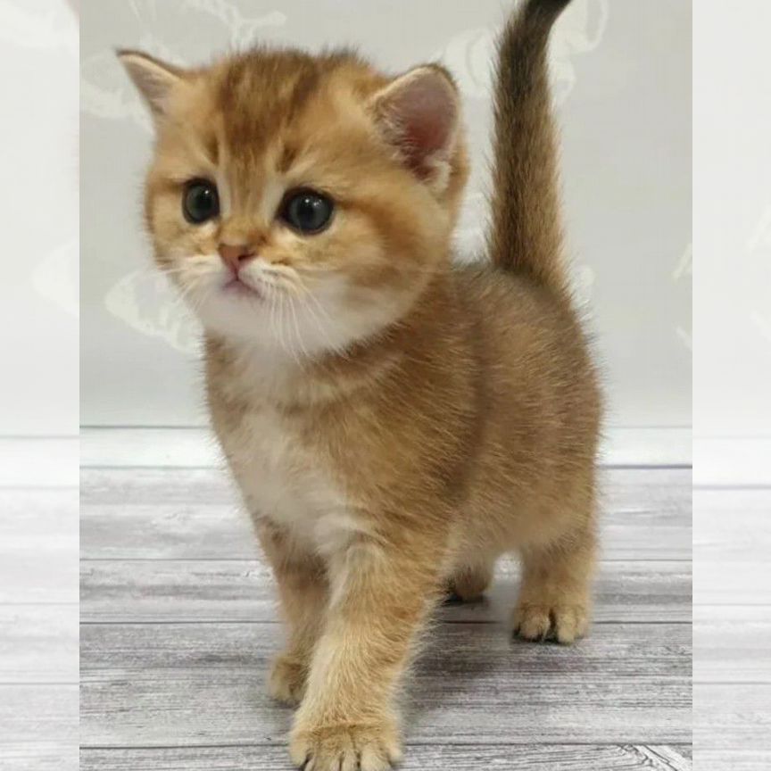 Шиншилловые золотые красивые плюшечки