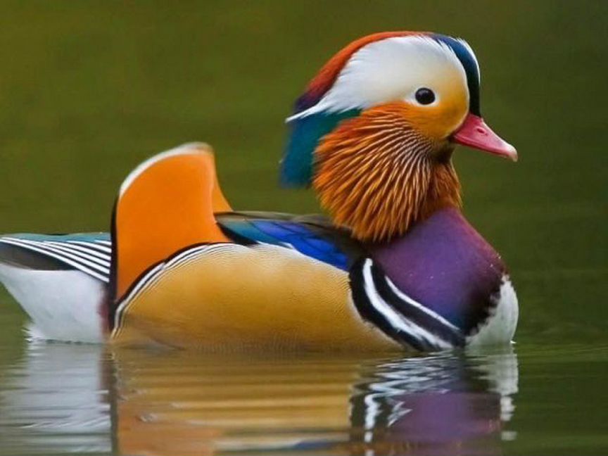 Утка мандарин