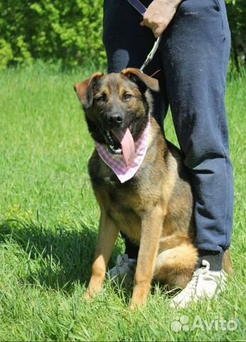 Молодой пес угасает в приютской клетке