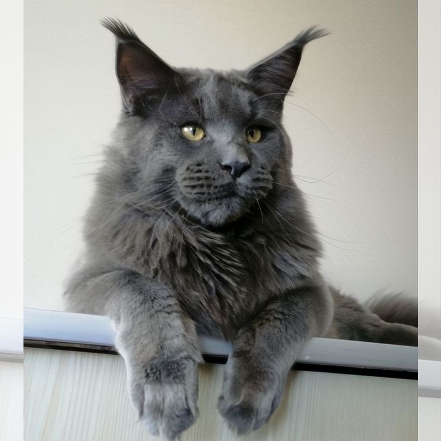 Мейн-кун котёнок