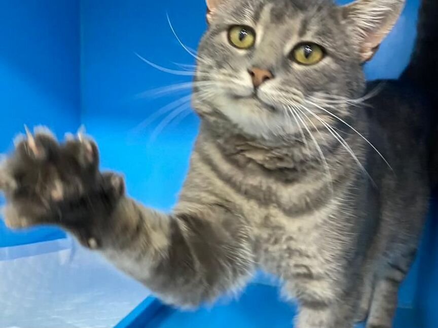 Чогьял, говорящий глазами