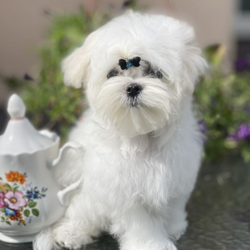 Кукляшный мальчик мальтезе